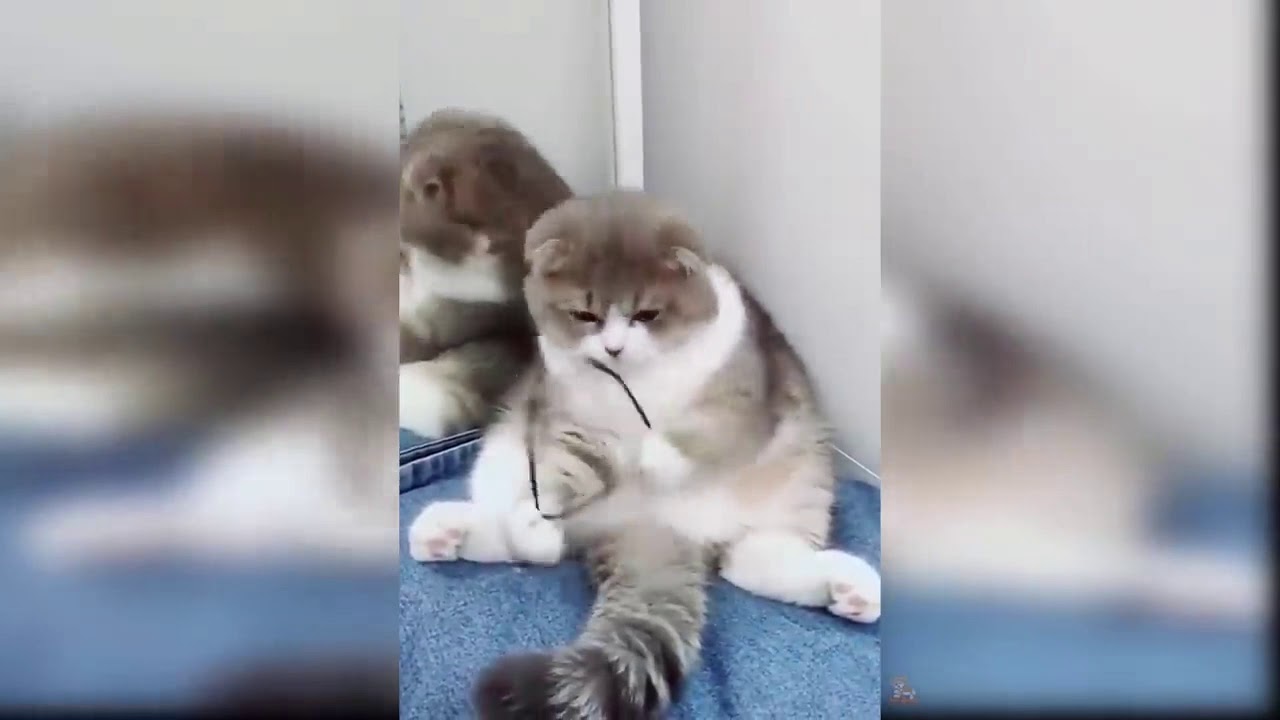 funny cats-TATLI KEDİLER KOMİK KEDİLER - YouTube