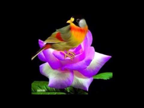Iran mugennisi BABEK.Yaxsidir.