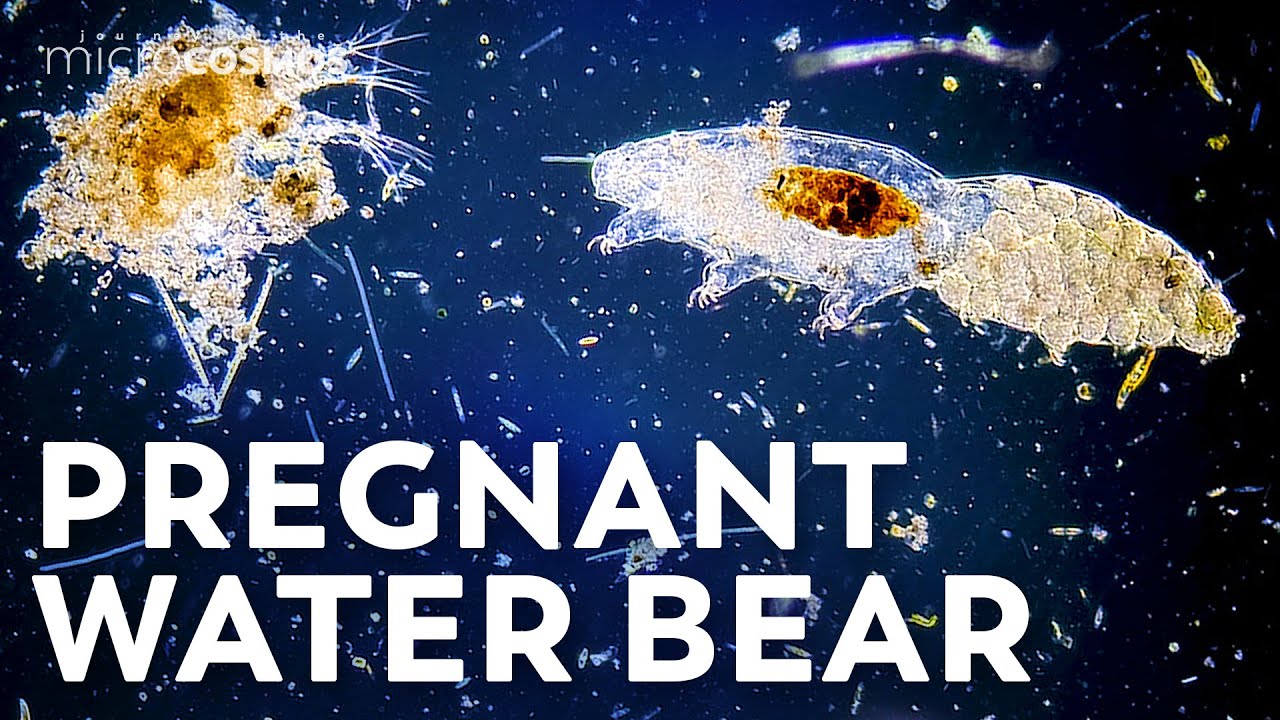 Eating, Hatching, and Crashing into the Moon: More About Tardigrades ...