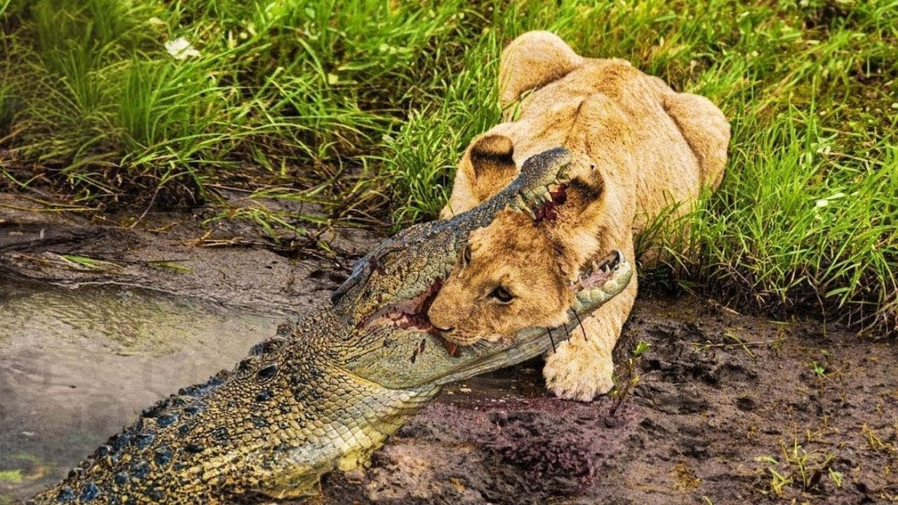 You Won’t Believe What This LION Did! Predators VS Prey - YouTube