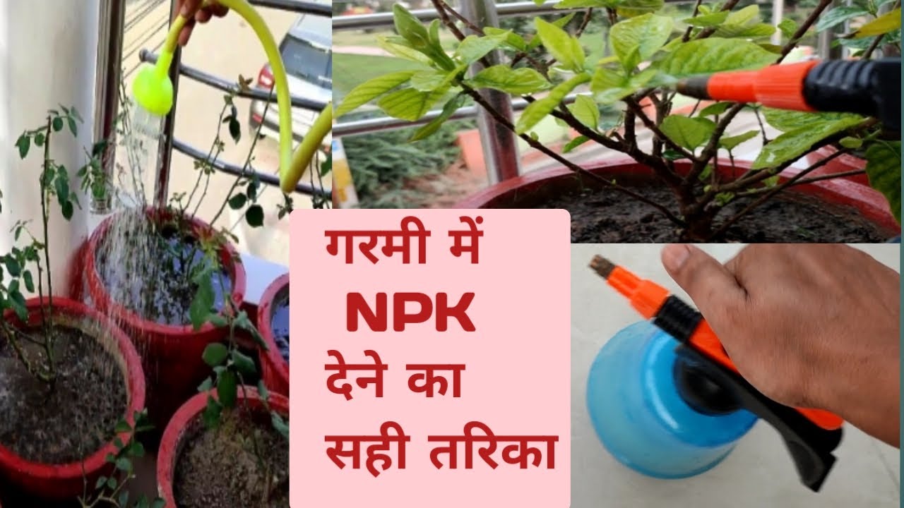 How to spray npk in summer/गरमी में पौधों पे NPK का स्प्रे कैसे करे/how ...