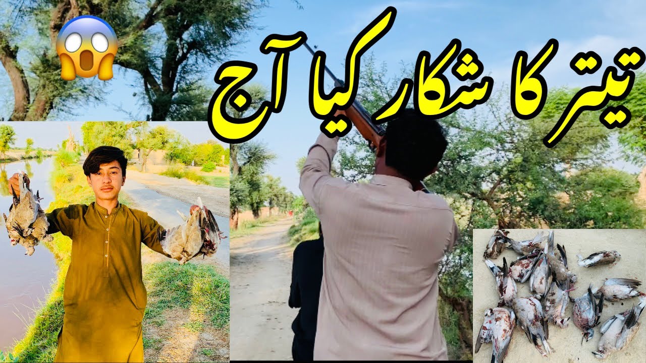 Partridge teetar hunting in pakistan /bird hunting with shotgun |shikar ...