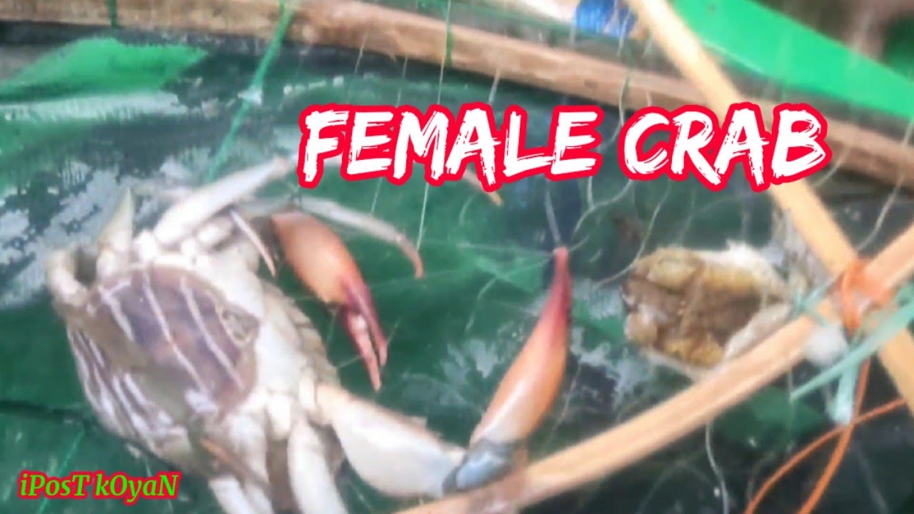 BABAENG ALIMANGO NAHULI SA BENTOL /AKLAN PROVINCE - YouTube