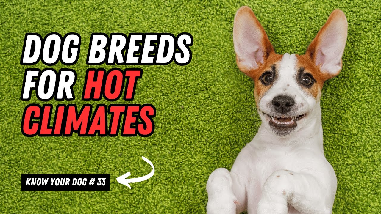 Top 5 Dog Breeds for Hot Climates 🌞 | Best Dogs for Warm Weather | Know ...