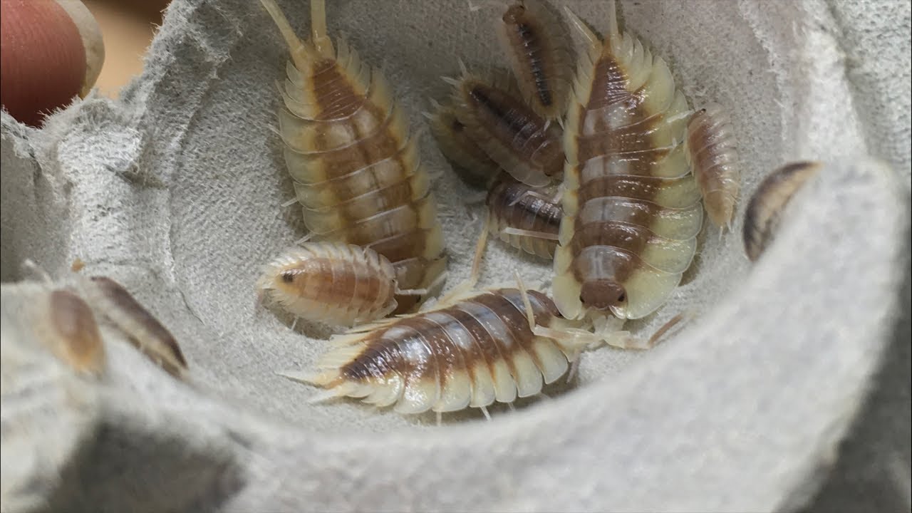 Baby Porcellio Expansus and Other Isopods - YouTube