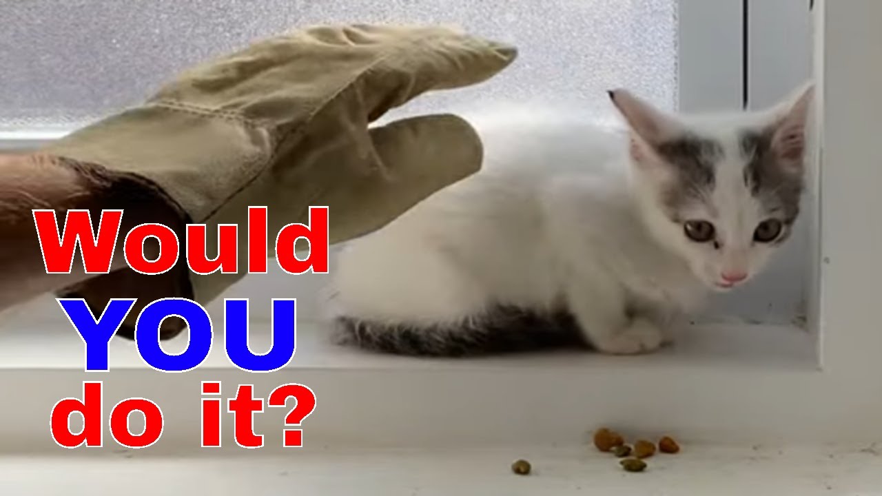 How to bond with a wild kitten. Pet a ferral cat to show you are not an ...