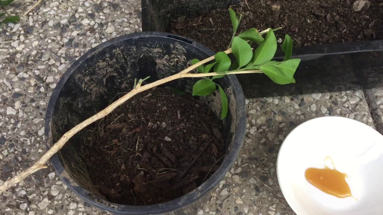 Murraya propagation from cutting تکثیر قلمه گیاه مریا یا یاس نارنجی ...