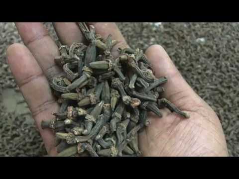 MARATTI MOGGU - KAPOK BUDS - YouTube