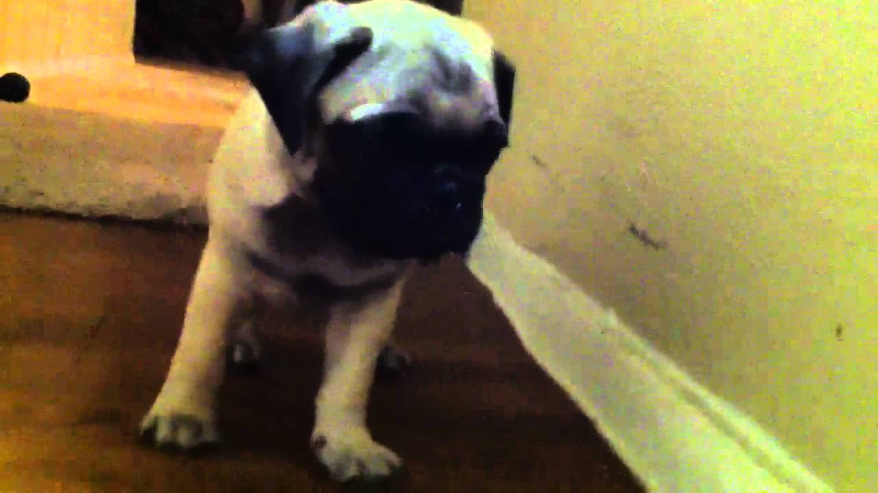 My first pug -3 - YouTube