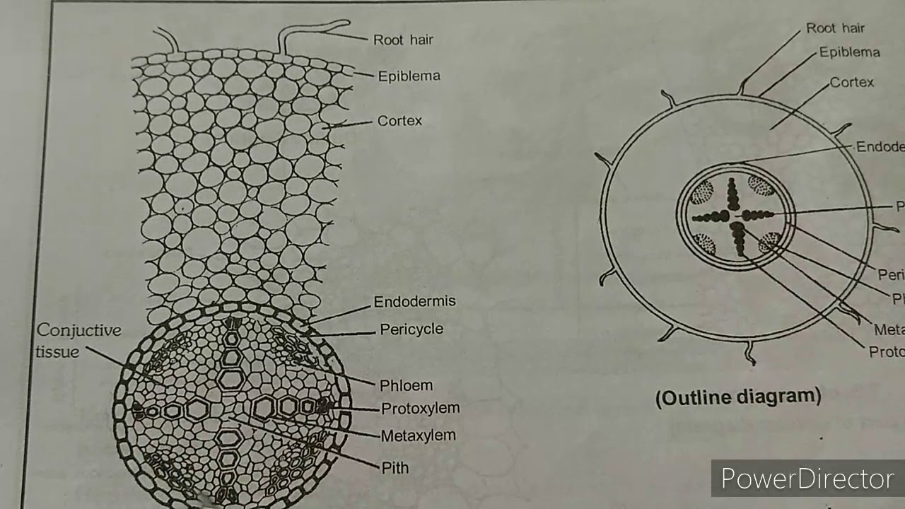 class 11th Anatomical structure of root and Vascular tissue system 02 ...