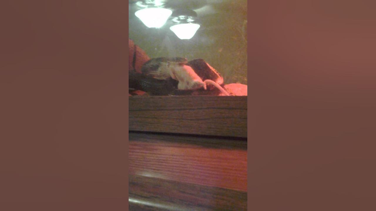 Snake kills rat - YouTube