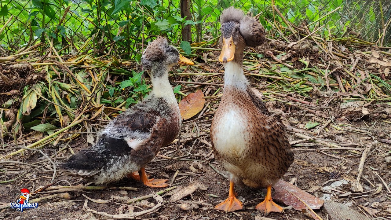 Los Patos Moñudos Saludables y Creciendo - YouTube