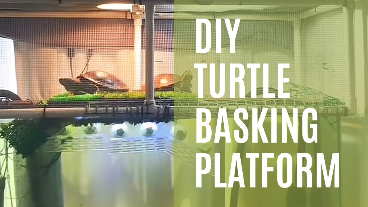 DIY Turtle Basking Platform - YouTube