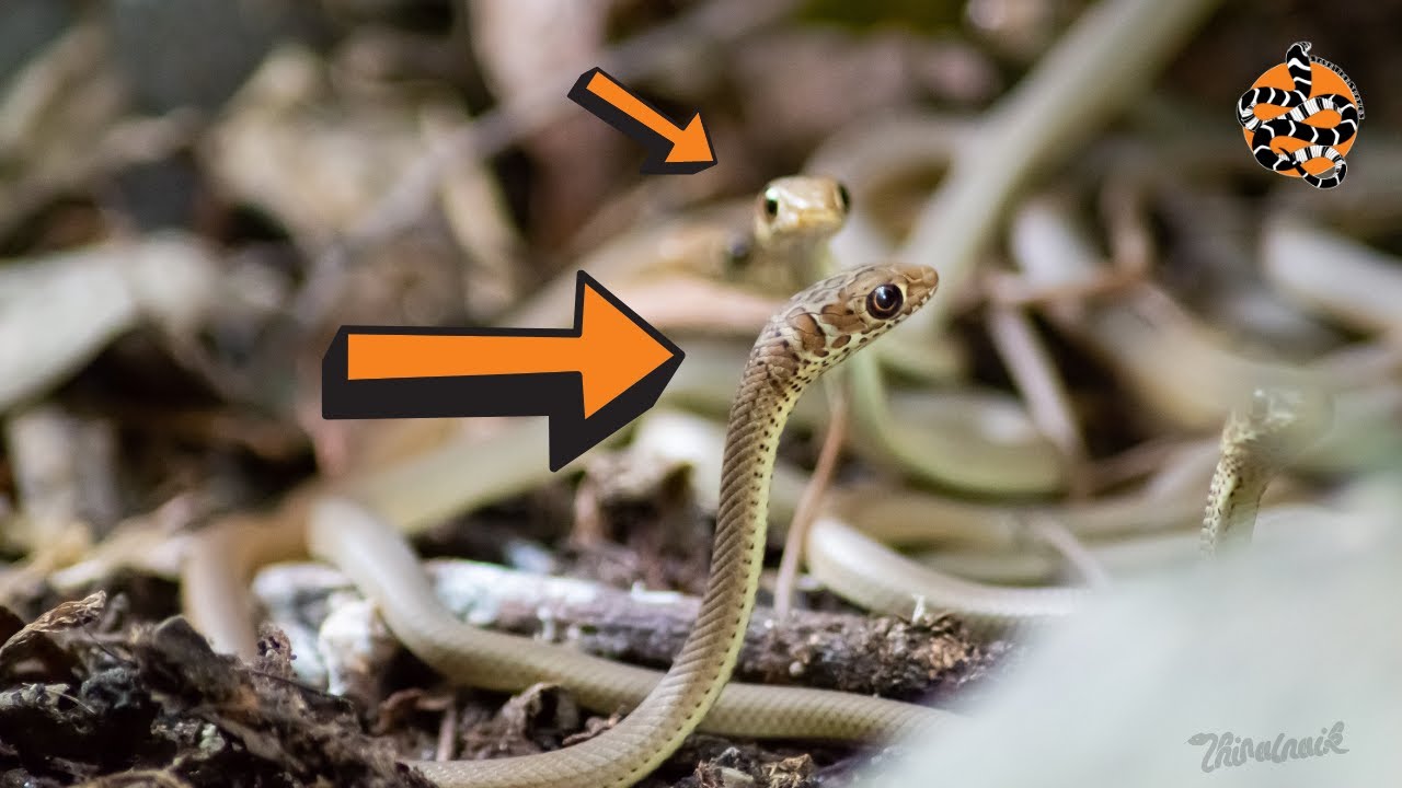 Olive Grass Snake Release! - YouTube