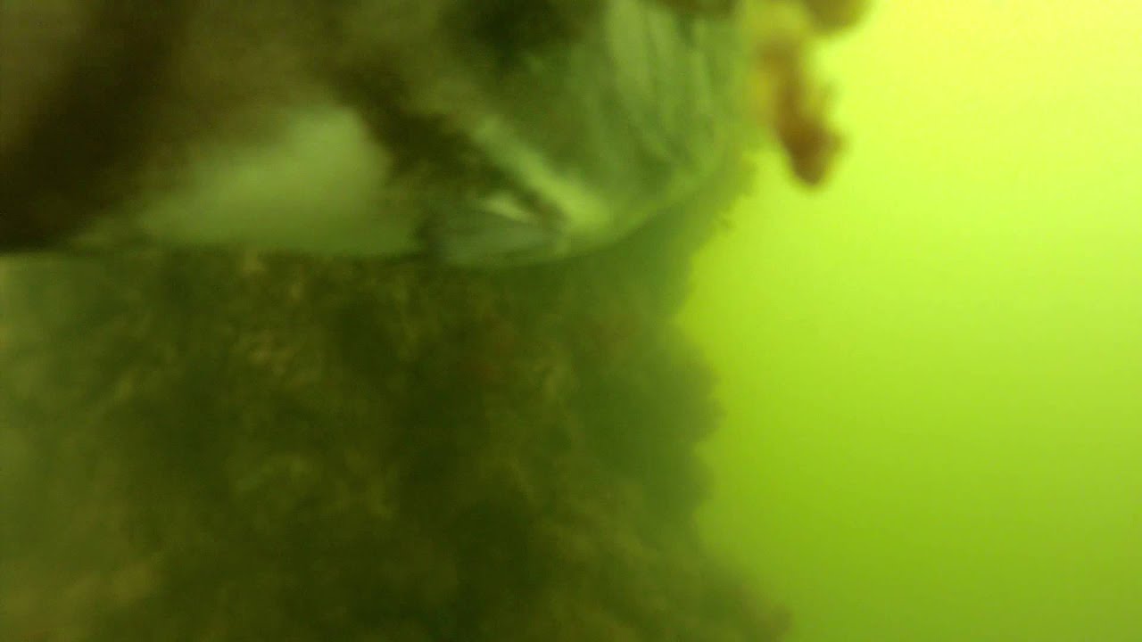 Clam cam spade fish - YouTube