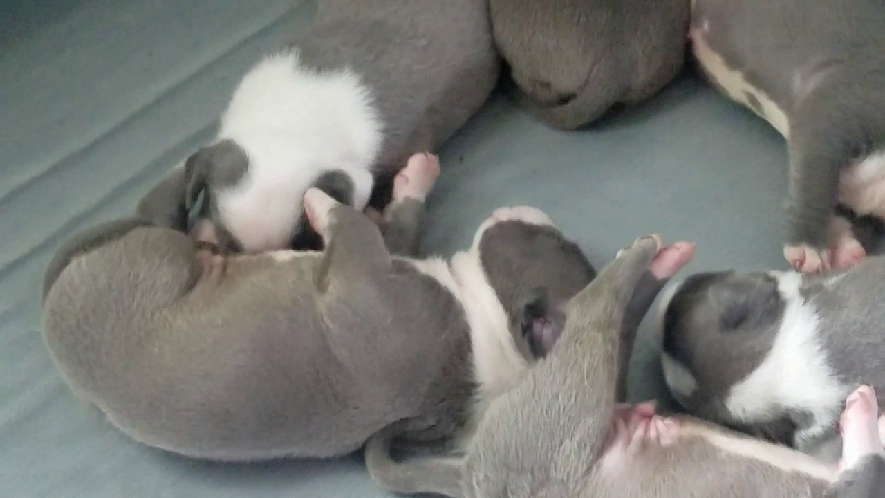Pack of Pitts: Raging Bull Litter 2nd week - YouTube