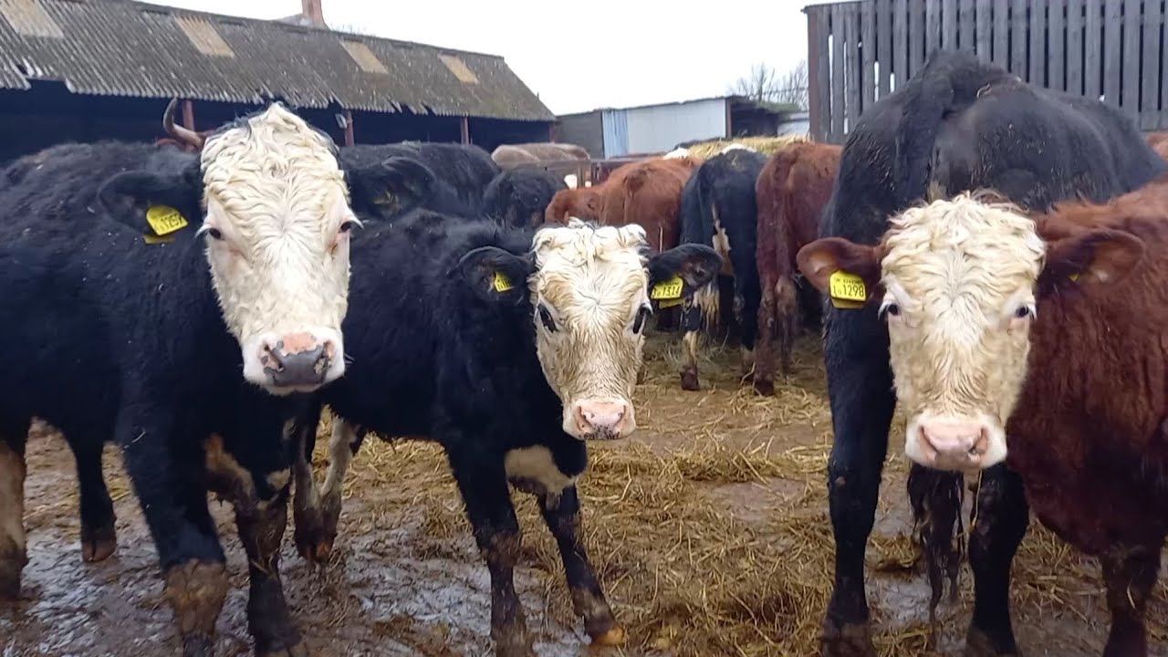 Cows in the Farmyard 🐄 Curious Calves sniff Camera / Cows and Calves # ...