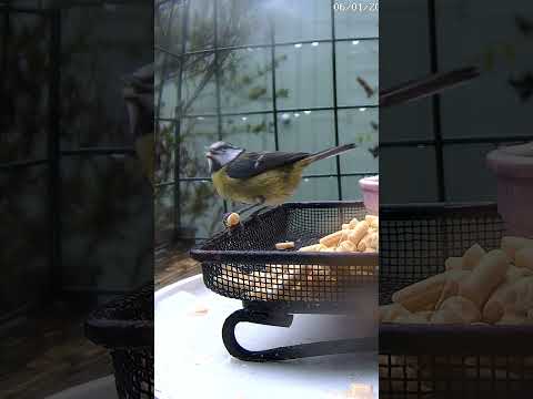 Blue Tit Brightens A Miserable Day 6 Jan 2025 #birds # ...