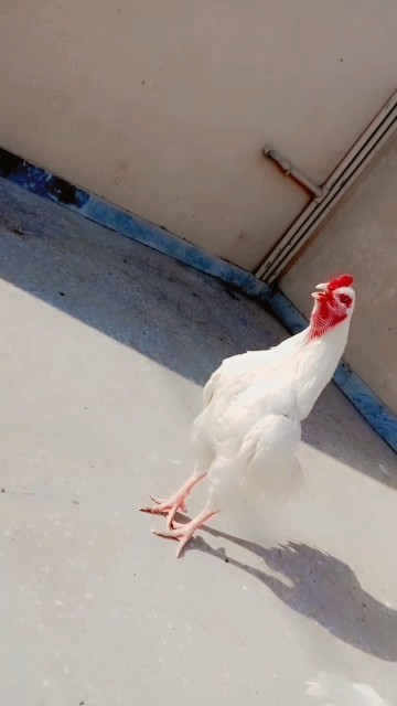 International High Quality 🐔 KING Heera Aseel Birds 🐔#pigeon#1M ...