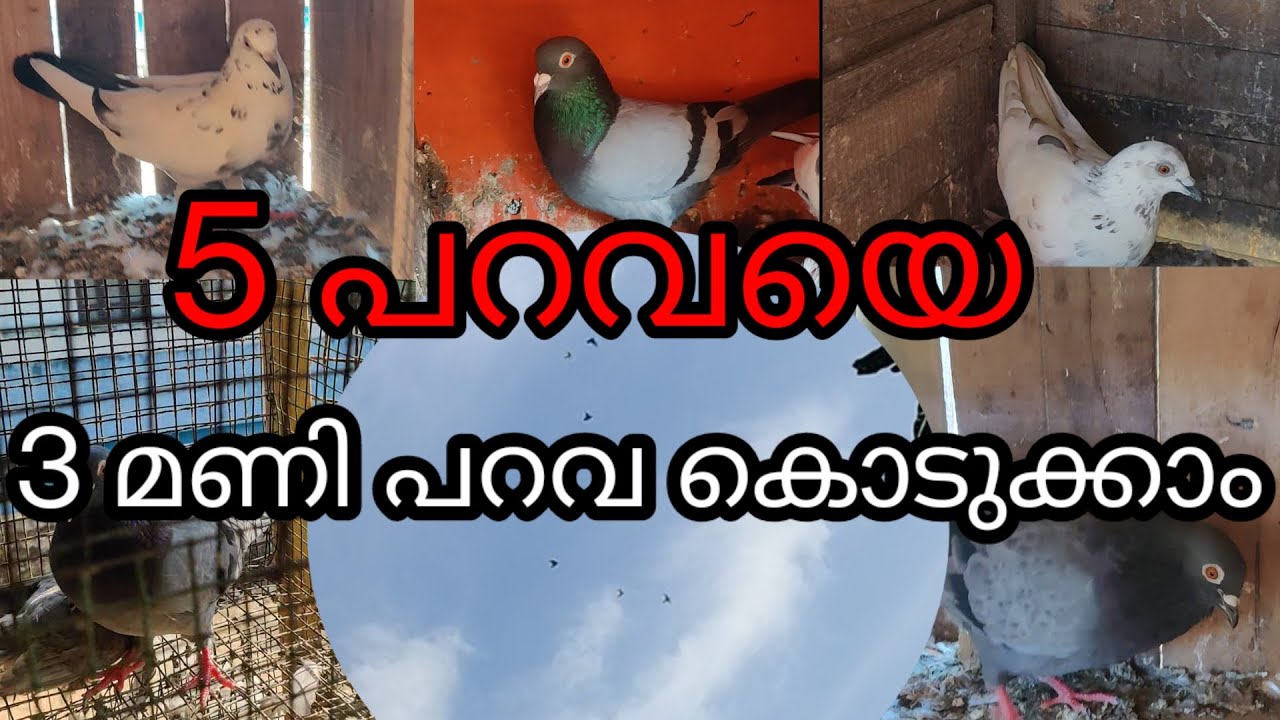 5 പറവകൾക് 3 മണി പറവ കൊടുത്തു 🕊️🕊️🕊️🕊️🕊️#parava #highflyers # ...