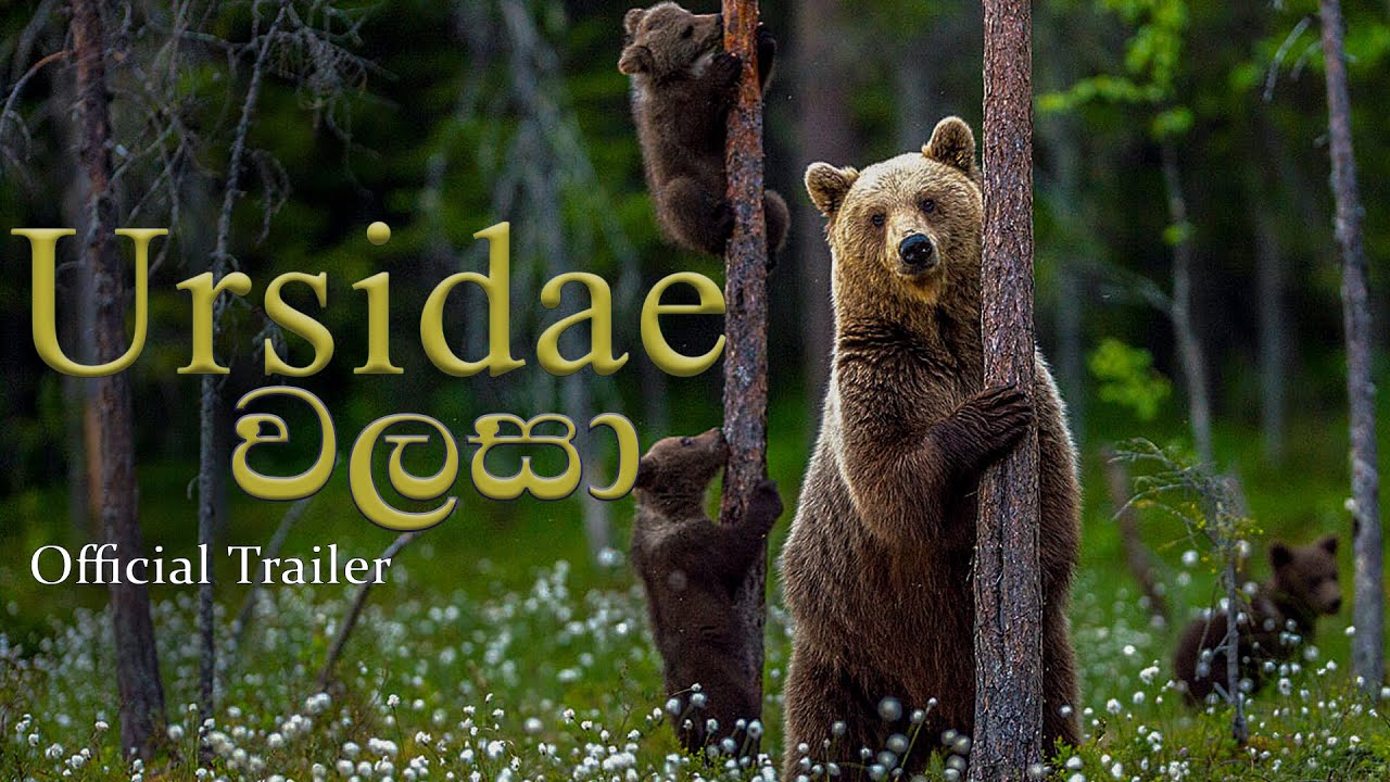 Ursidae වලසා - Official Trailer - YouTube