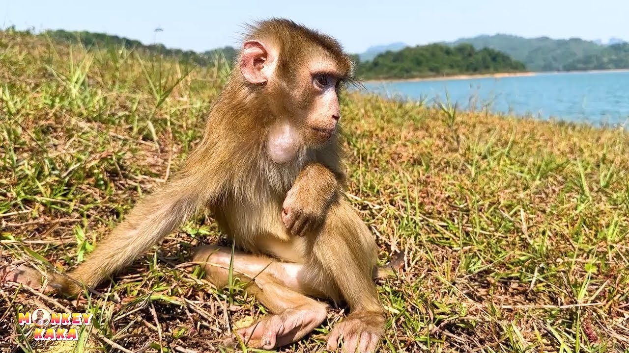 Monkey Kaka's eyes say that she wants to return to her family. - YouTube