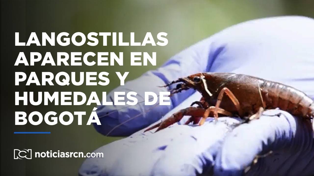 Volvieron langostillas de río a humedales de Bogotá - YouTube