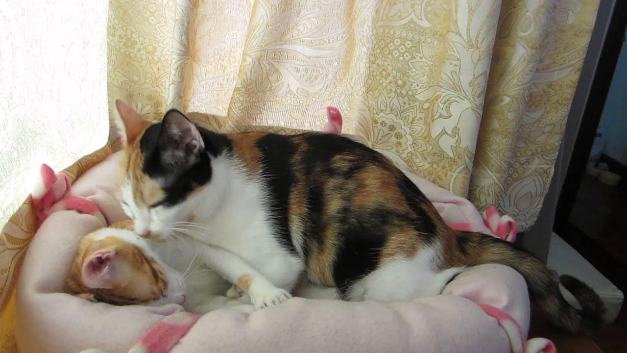 My lovely calico QQ & Ginger Cat Kitty - YouTube