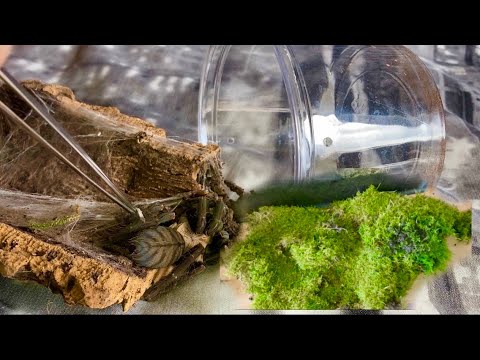 Revamping Her Enclosure - Cyriopagopus Sp Hati Hati PURPLE EARTH TIGER ...