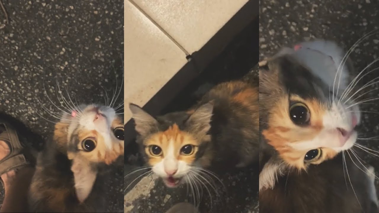 Night conversation with the cat in back alley - YouTube