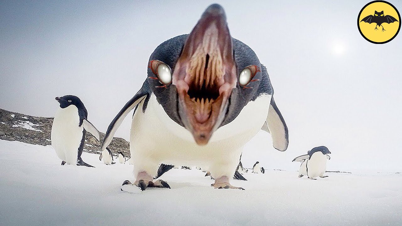 The Penguin that Terrorized Florida for 10 Years. - YouTube