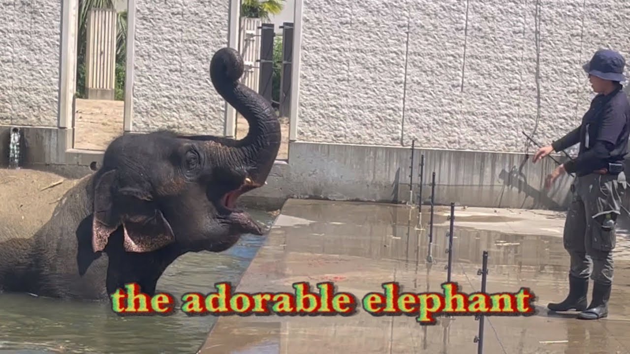 wonderland elephant the kyoto zoo - YouTube