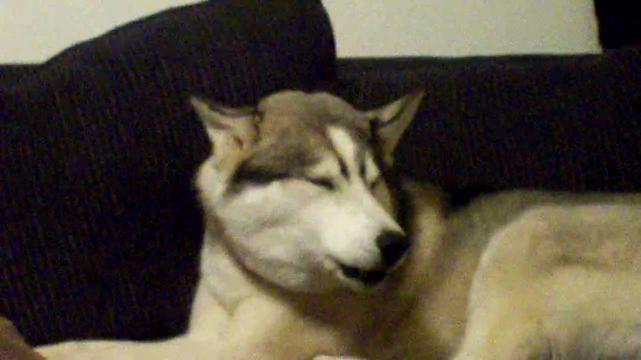 Siberian Husky Howling - YouTube