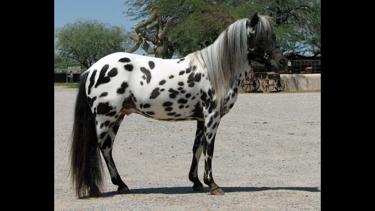 "Paparazzi" 2020 Pure Falabella Miniature Horse Stallion - YouTube
