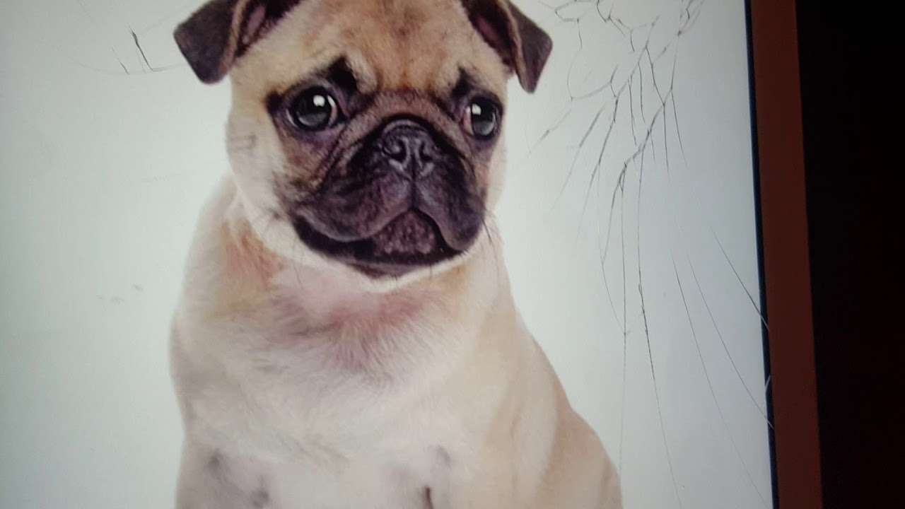 CANE-DOCUMENTARIO SUL CARLINO - YouTube
