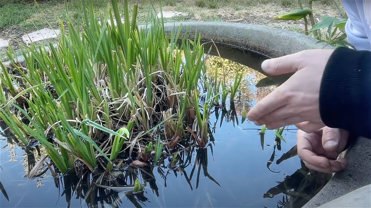 Some Weird Animals Grew in My Pond... (Livestream) - YouTube