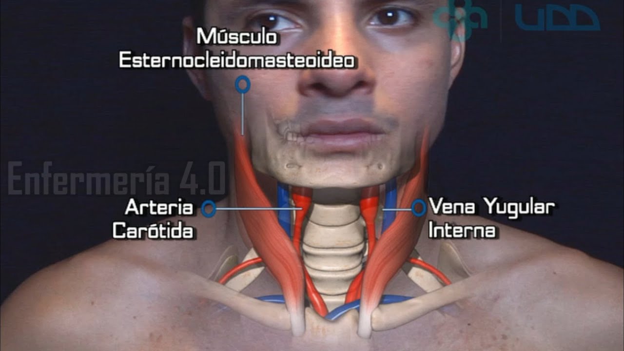 🌟ANATOMÍA DE LA REGIÓN CERVICAL🌟 - YouTube