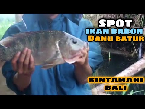 SPOT NGERI IKANNYA BABON-BABON || SPOT DANAU BATUR KINTAMANI