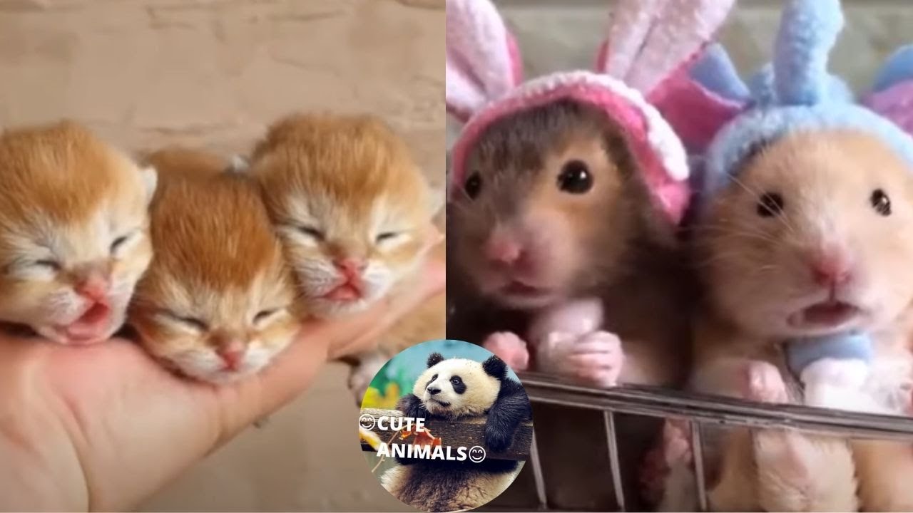 Cutest baby animals Videos Compilation Cute moment of the Animals ...
