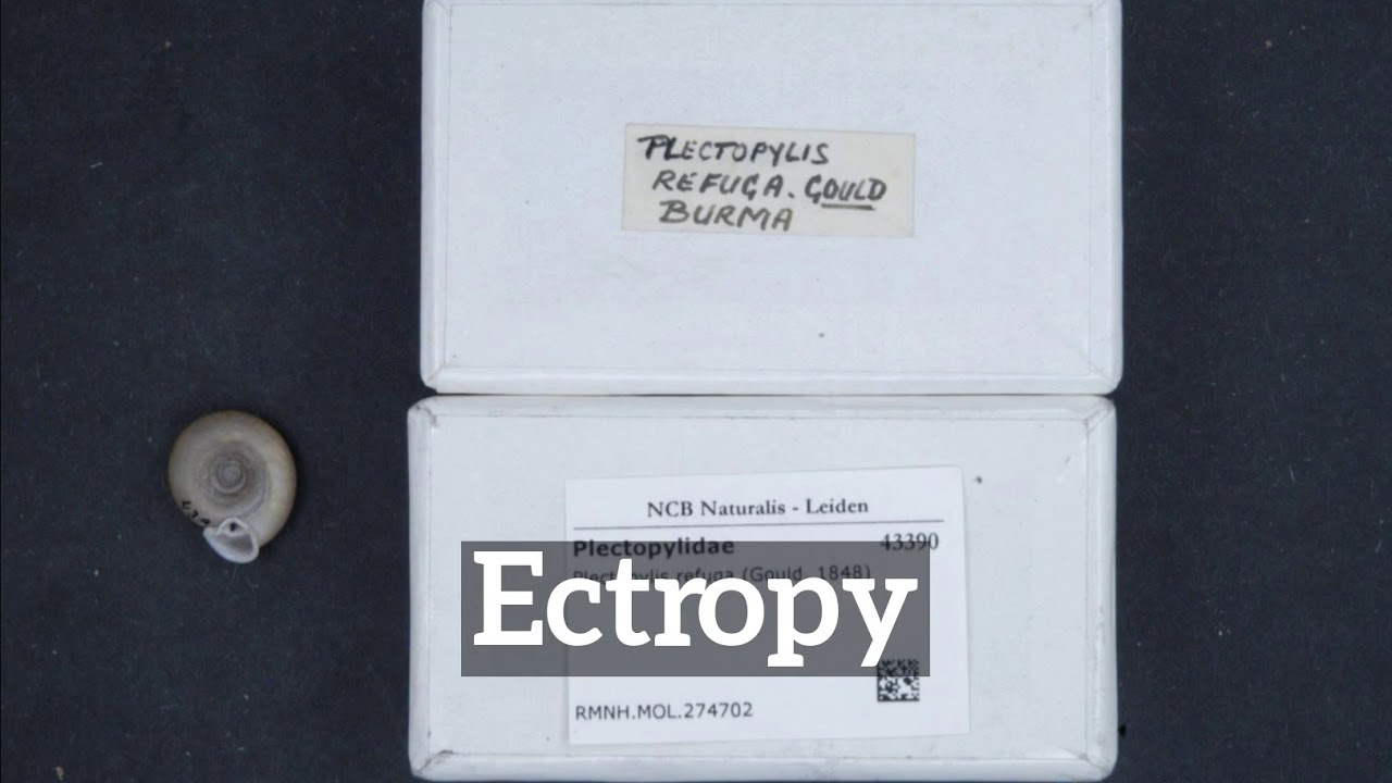 How Does Ectropy Look? | What is Ectropy? | How to Say Ectropy in ...