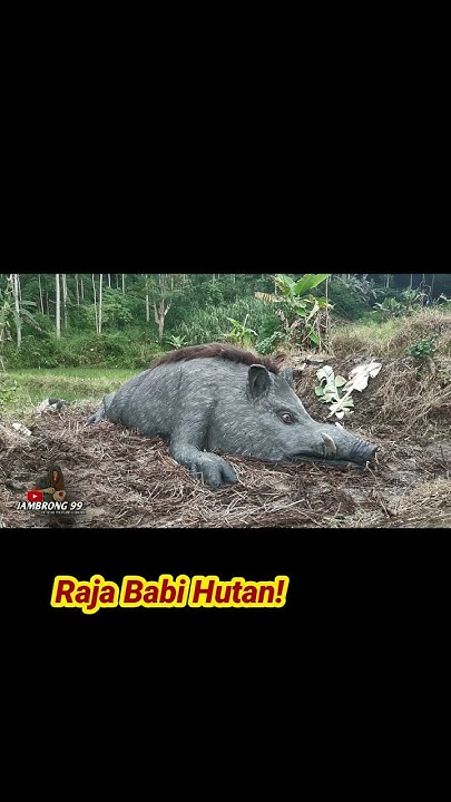 Raja Babi Hutan#shorts - YouTube