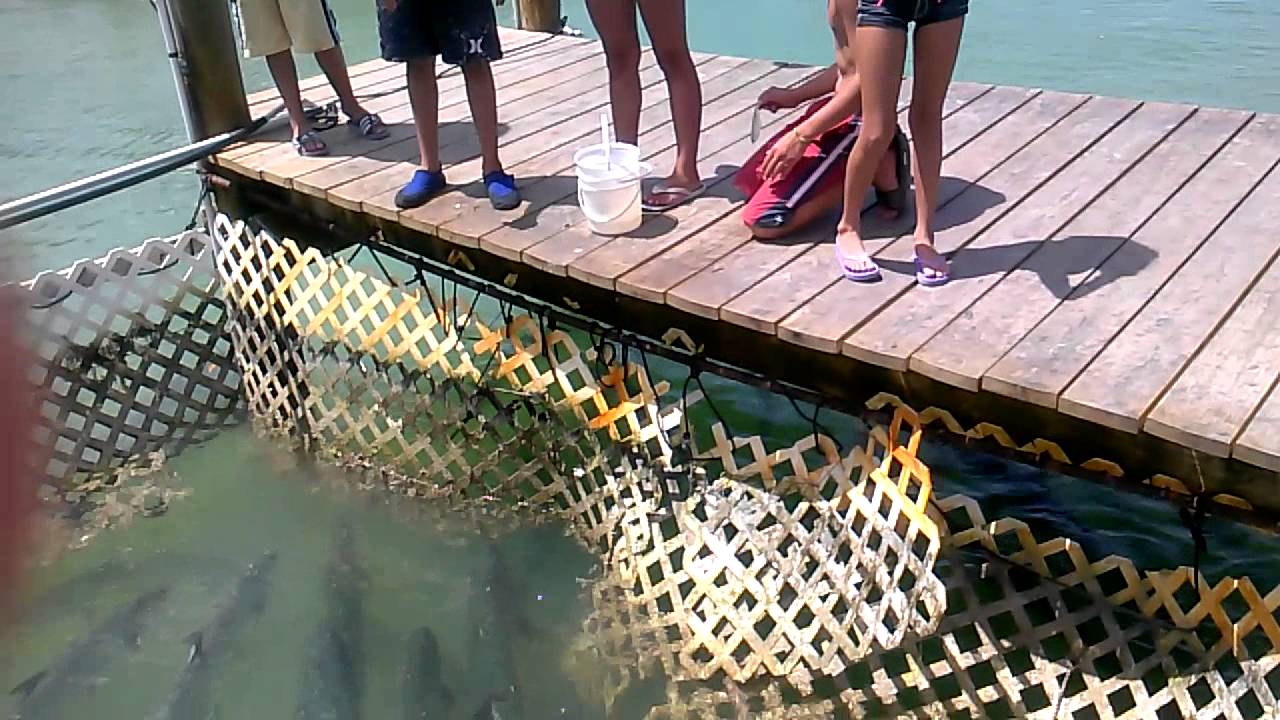 Robbies Tarpon Feeding HAND BITE - YouTube