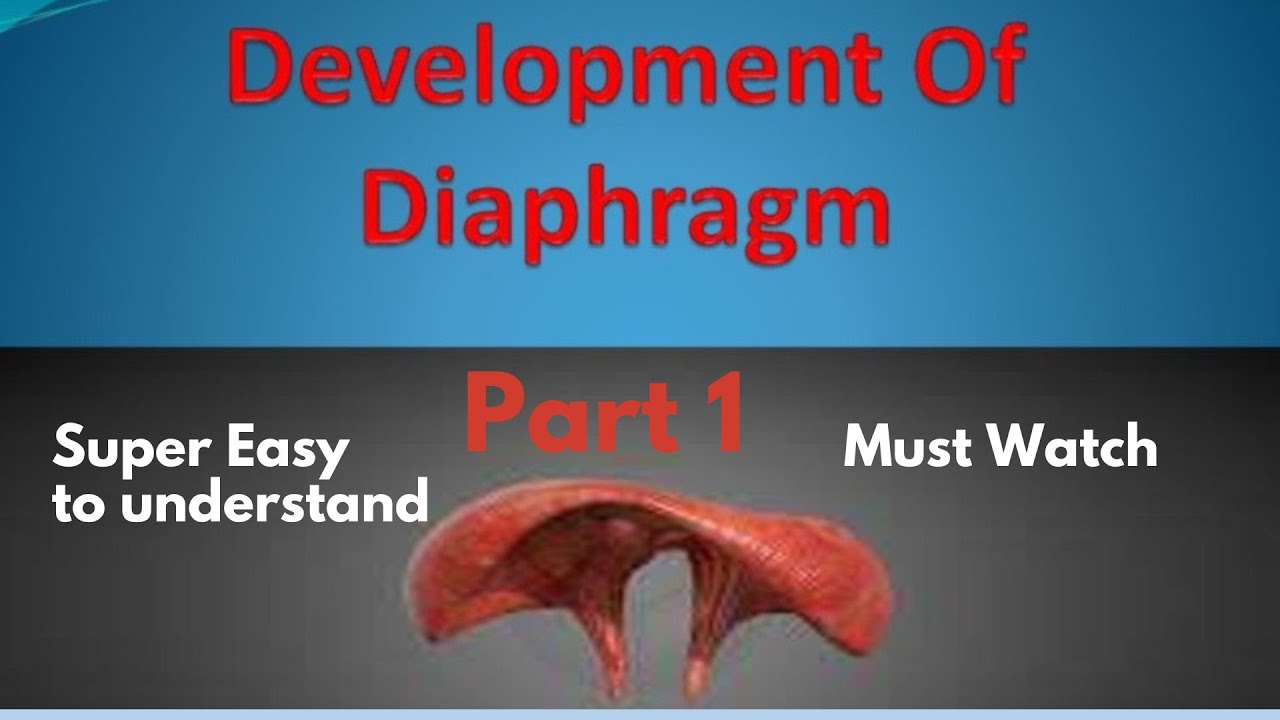 Development of Diaphragm | Easiest Explanation | Embryology - YouTube