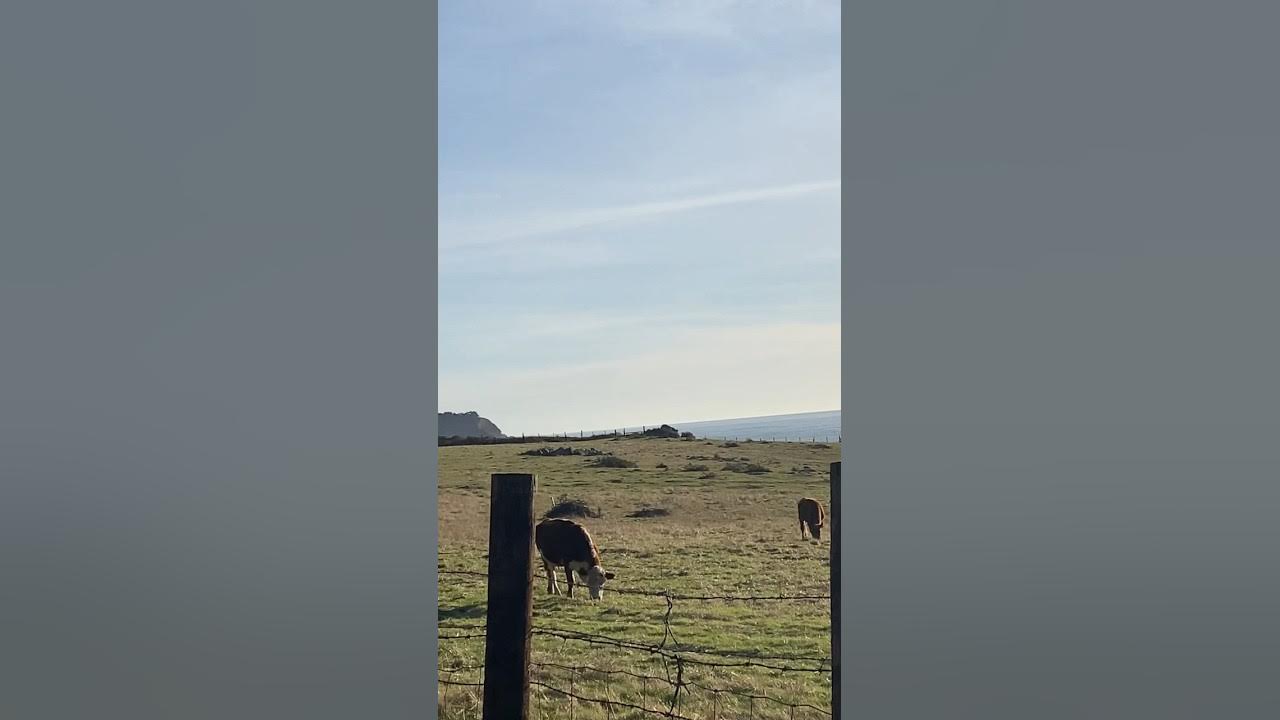 Hello cows! #vlog #adventure #travelvlog #california #travel #animals # ...