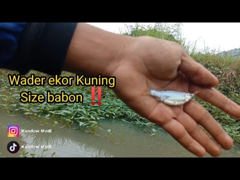 Mancing wader tepat di sarang nya size BABON semua‼️ - YouTube