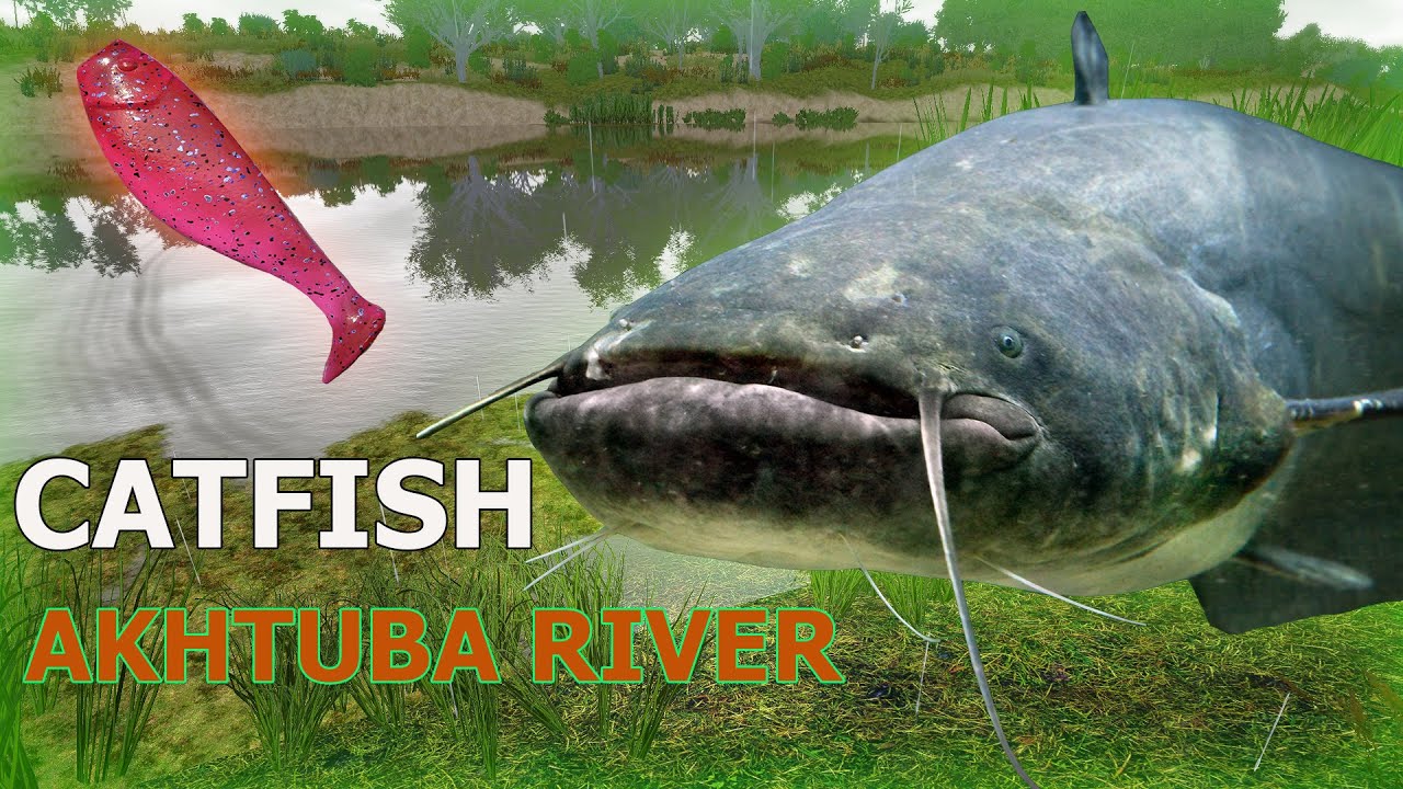 Fishing Catfish | Active spot | Russian Fishing 4 - YouTube