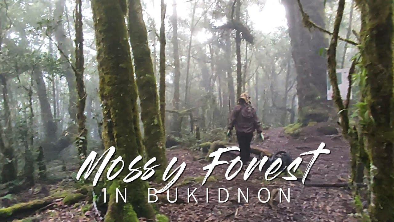 Mossy Forest in bukidnon Mt kalatungan my best experience in trail ...