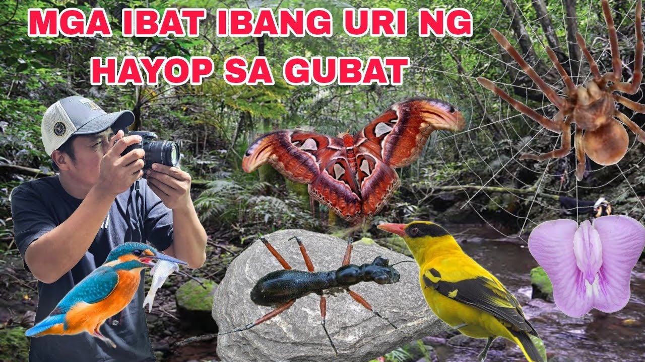 Searching...Mga hayop na naninirahan sa bukid sinubukan ikotin gilid ng ...