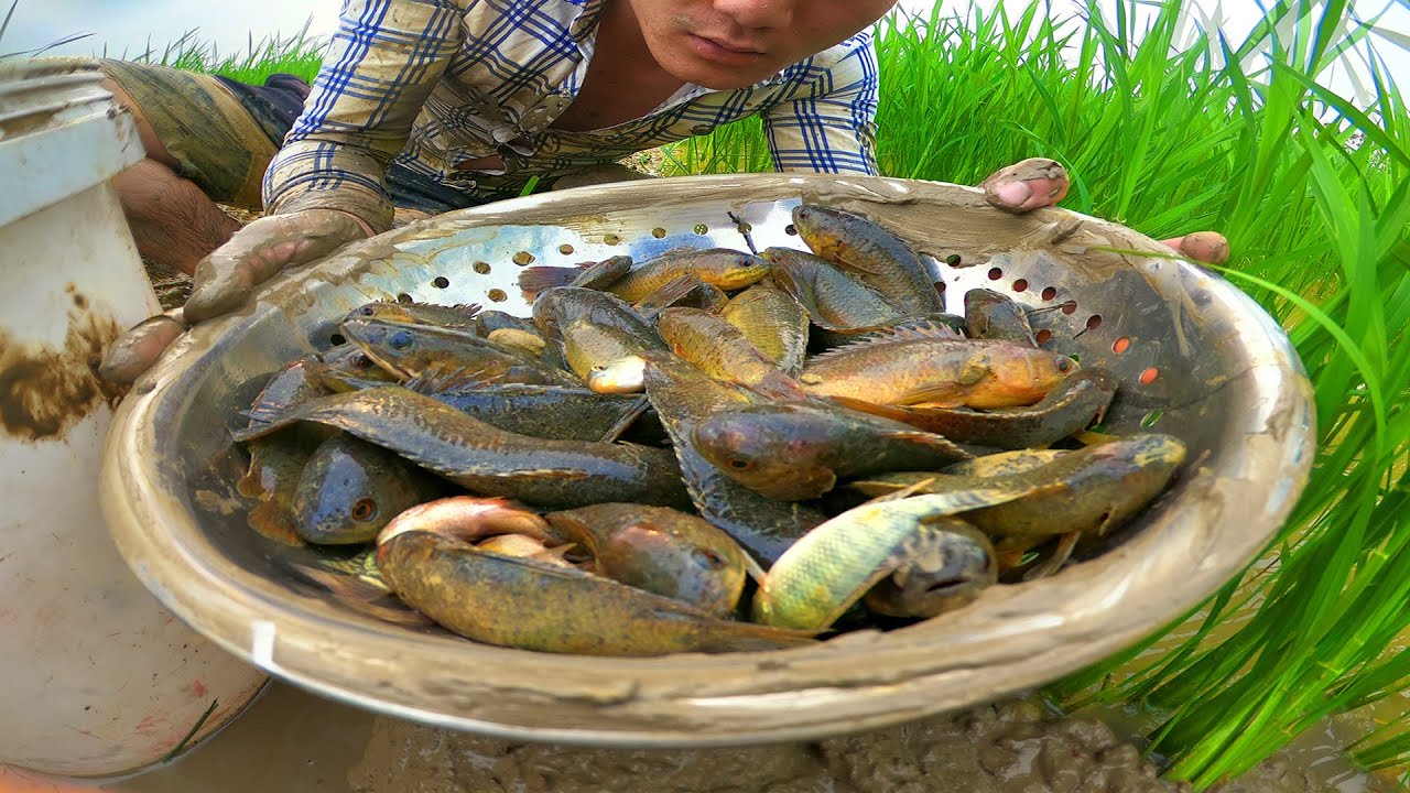 Find & Catch a Lot of Climbing Perch Fish After Rainy in Rice Fields ...