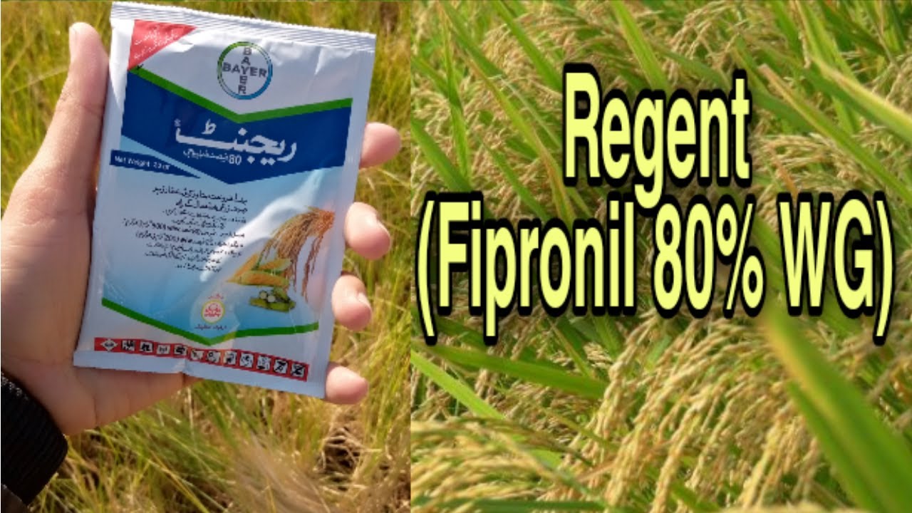 Regent Insecticide Bayer / Fipronil 80 % WG / Uses & There Target Pests ...